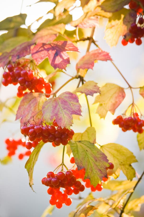 Guelder Rose Bush Isolated on White Stock Photo - Image of summer ...