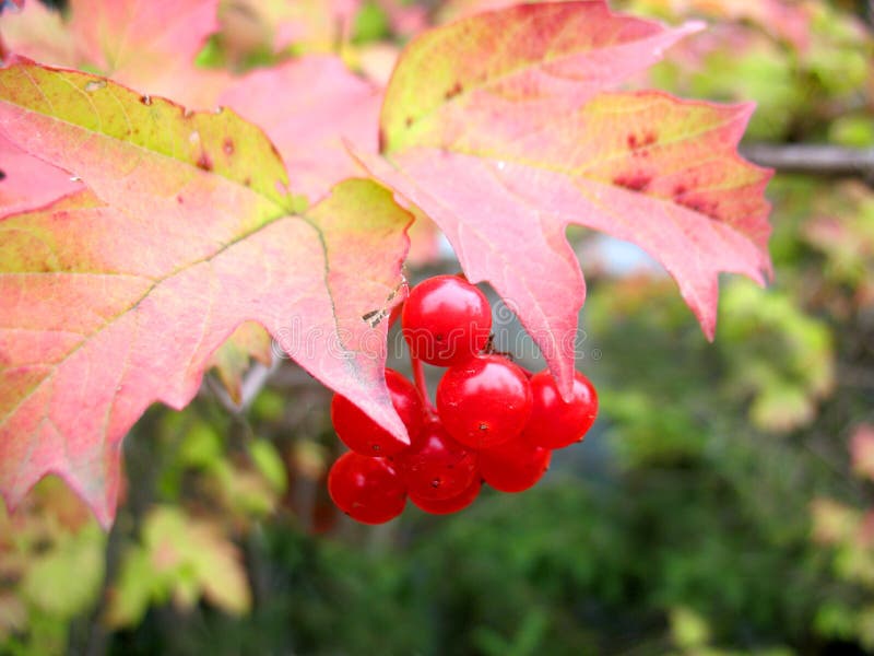 Snowball tree stock photo. Image of autumn, viburnum - 30536092