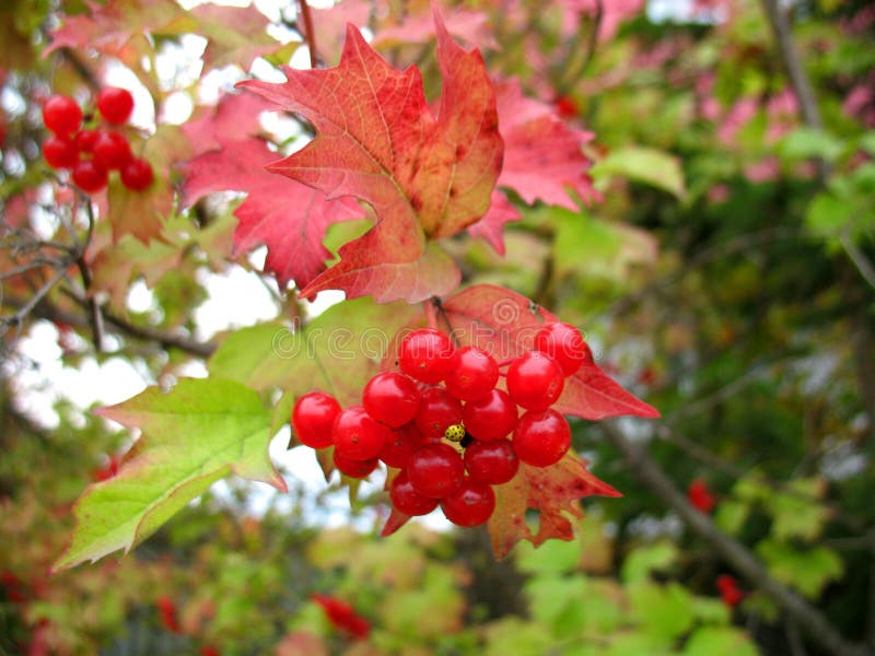Snowball tree stock photo. Image of viburnum, fall, berry - 30708170
