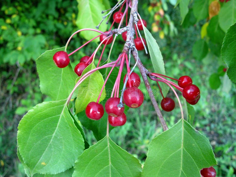 Snowball tree stock photo. Image of viburnum, sunlight - 31207400