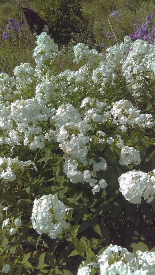 Snowballs among the Green stock image. Image of food - 227117091