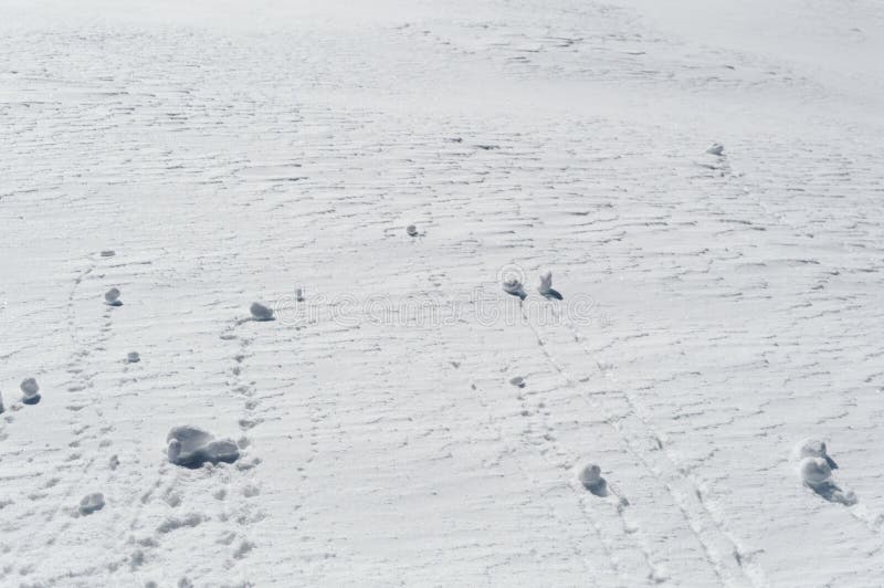 Rolling Snowball Down Hill Stock Photos - Free & Royalty-Free Stock ...