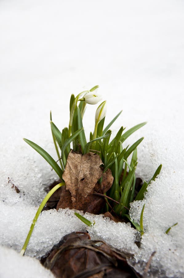 Snowbell Soldanella Flowers Sprouting through Snow Stock Image - Image ...