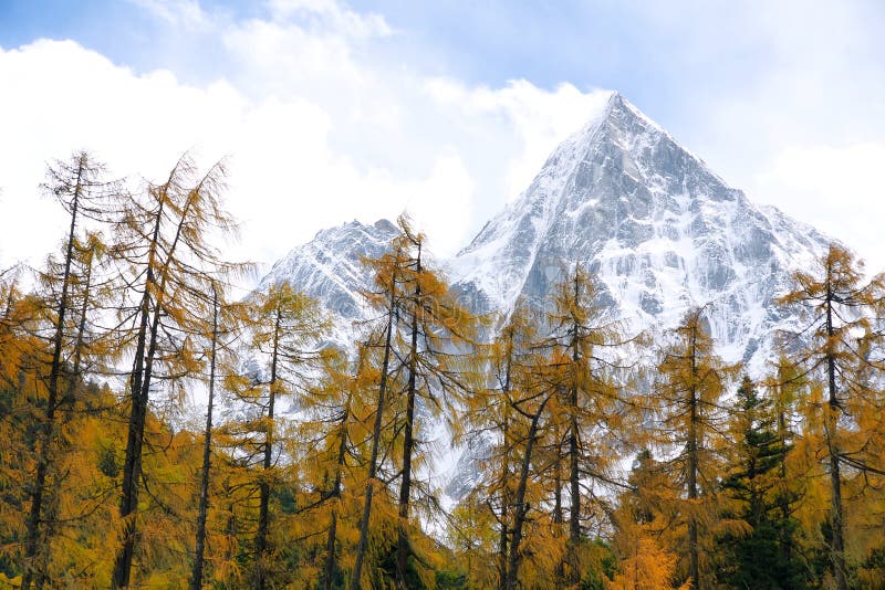 Snowberg scenery stock image. Image of natural, yellow - 27310117