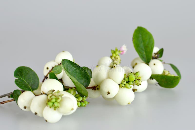 Snowberries stock photo. Image of autumn, natural, decorative - 78697432