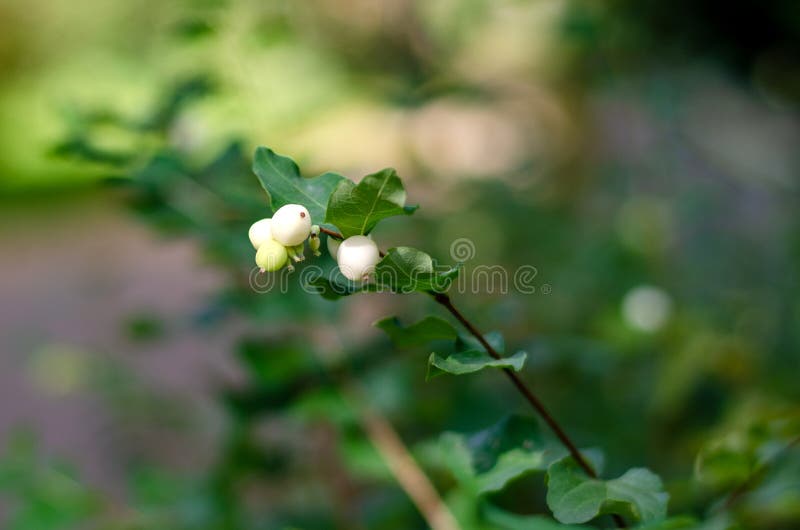 Snowberry in Autumn Close-up Stock Image - Image of decorative, fresh ...