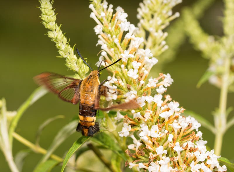 Snowberry Clearwing Moth in Flight Stock Image - Image of diffinis ...