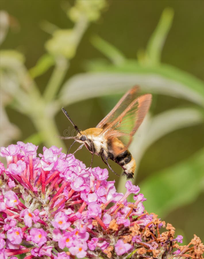 Snowberry Clearwing Moth Hovering and Feeding Stock Image - Image of ...