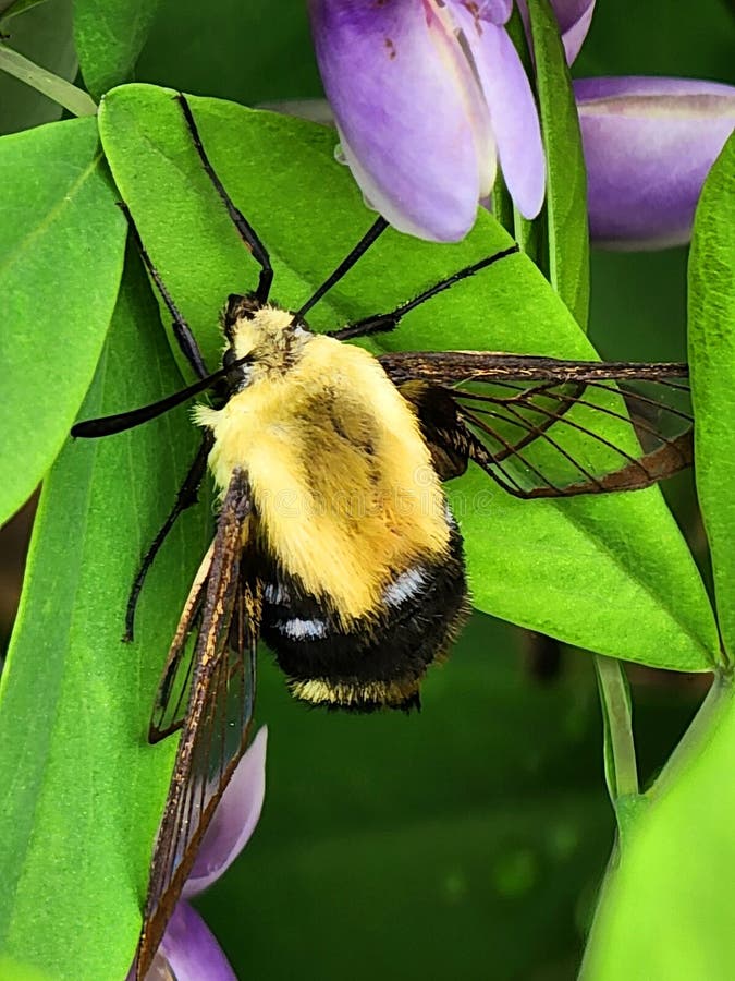 Snowberry Clearwing Moth Insect Nature Abstract Art Stock Image - Image ...