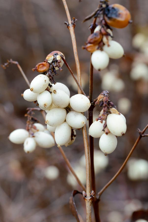 Snowberry Fruit in Winter stock image. Image of plant - 48401261