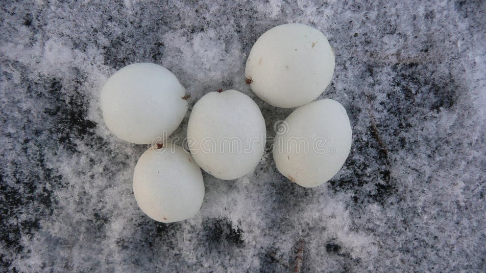 Snowberry stock image. Image of background, countryside - 64453145