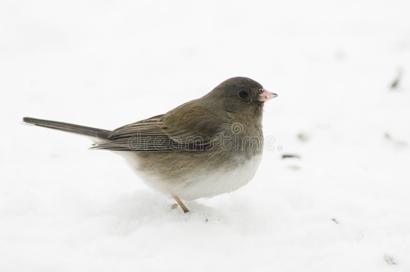 Snowbird in the snow stock photo. Image of snowbird, winter - 2097606