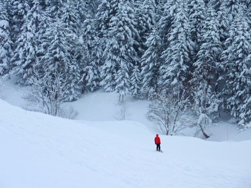 Snowboarding in Powder Snow Stock Photo - Image of color, action: 23460328
