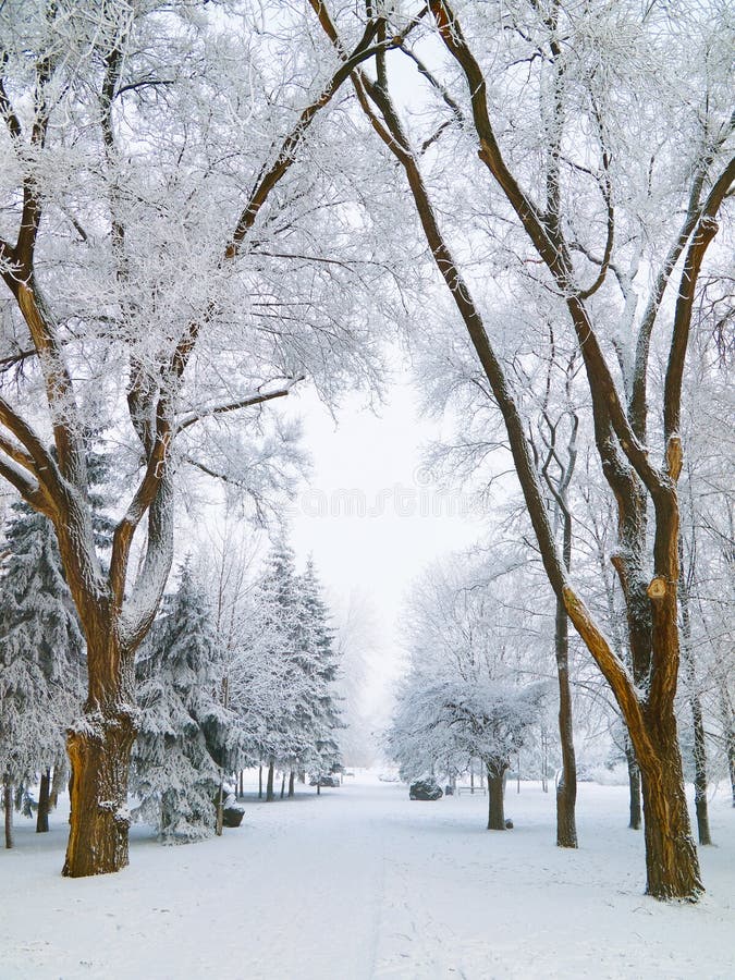 Snowbound City Park Walkway Stock Photo - Image of cool, park: 61135582