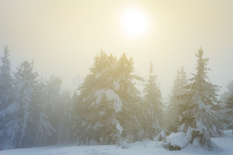 Snowbound Fir Tree Forest in Light of Sun Stock Photo - Image of park ...