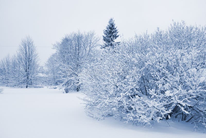 Snowbound forest stock image. Image of nature, north - 37120009
