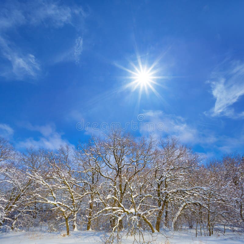 Snowbound Forest in Light of Sparkle Sun Stock Image - Image of winter ...