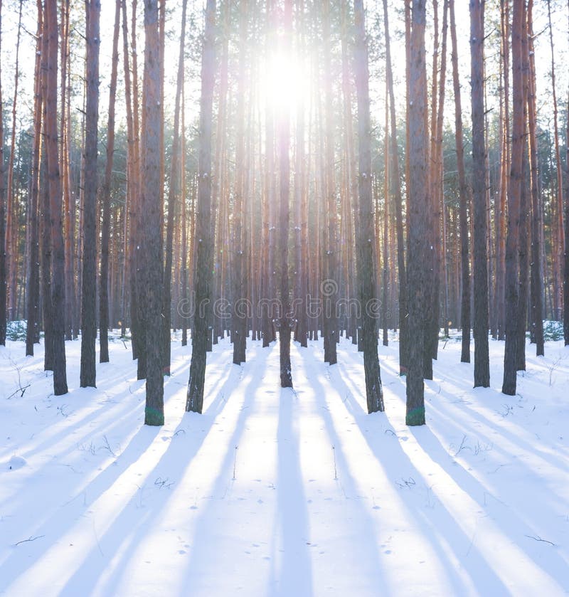 Snowbound Forest in Light of Sparkle Sun Stock Photo - Image of sunbeam ...