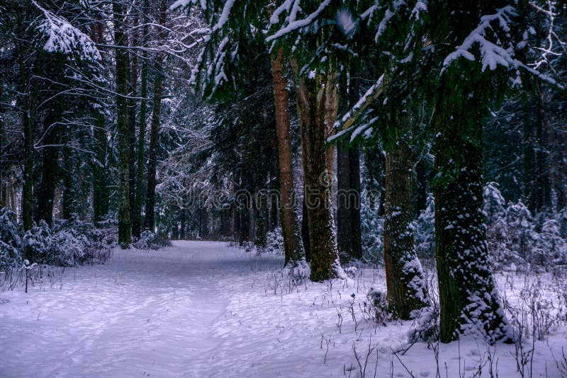 Snowy forest trail at dusk stock photo. Image of forest - 132364692