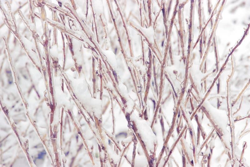 Snowcovered branch stock image. Image of nordic, dried - 37210743