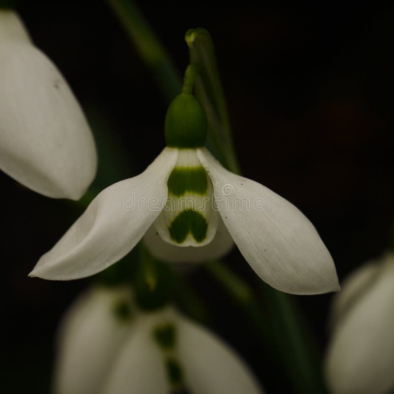 Snowdop with Grumpy Expression Stock Image - Image of nature, green ...