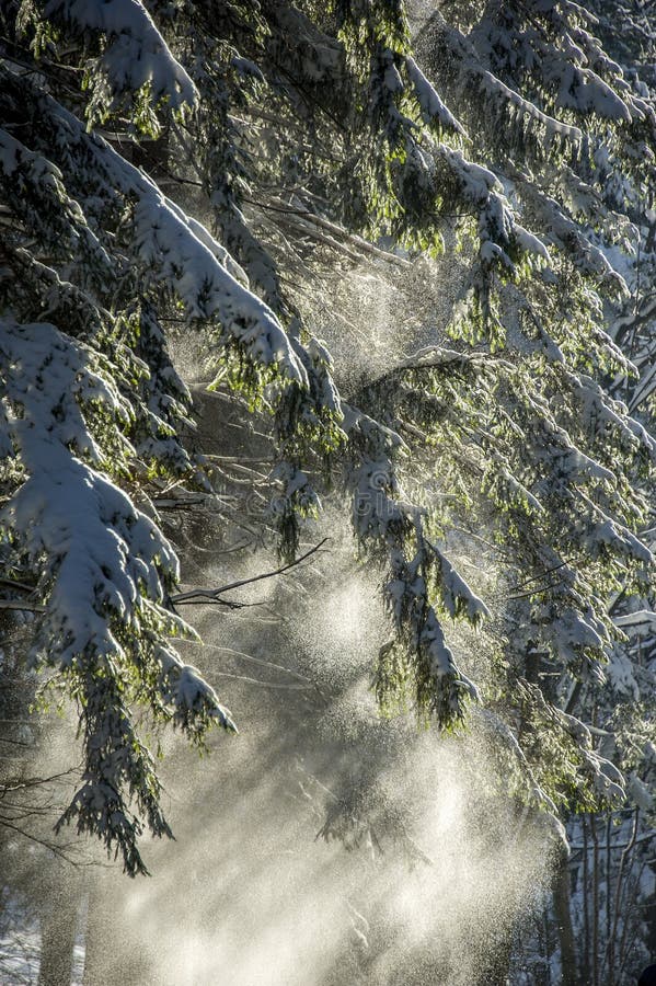 Snowdrift from Tree Branch in Sun Beam Stock Photo - Image of frost ...