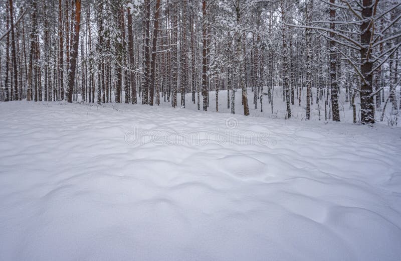 Snowdrifts in a Forest, Simple Background with Snow Stock Image - Image ...