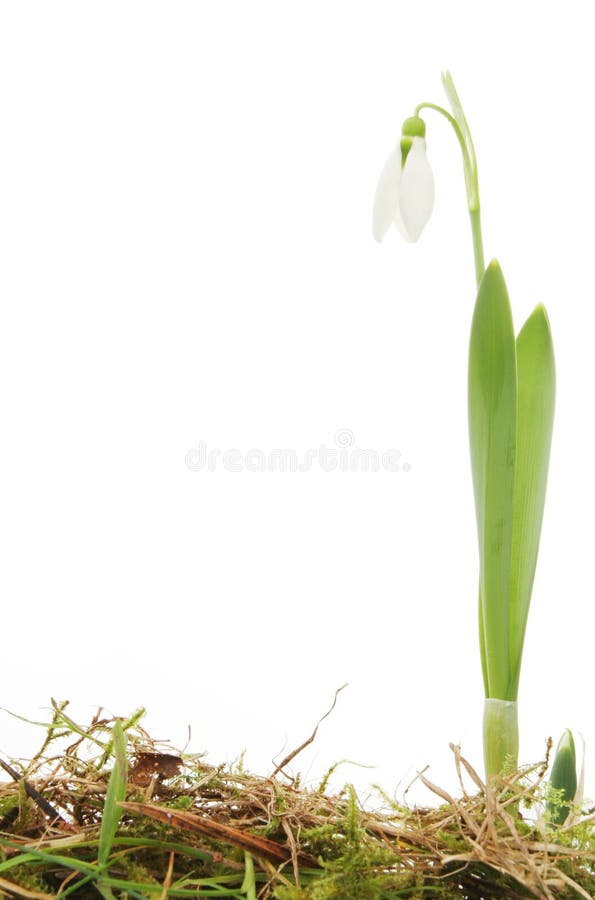 Snowdrop stock photo. Image of leaf, bloom, tender, isolated - 12763288