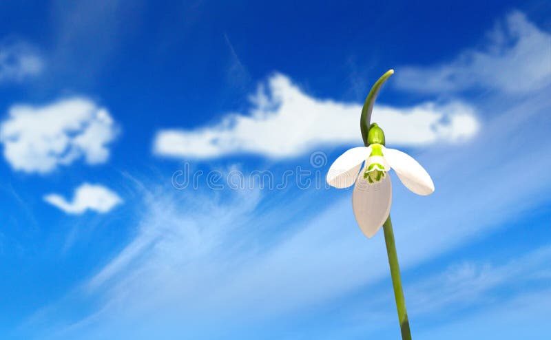Snowdrop stock image. Image of revival, white, blue, vegetation - 13256387