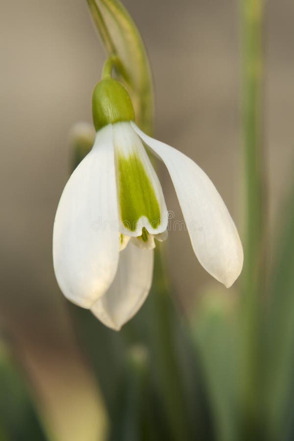 Snowdrop stock photo. Image of macro, beauty, green, detail - 13629054