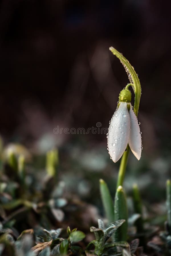 Single Snowdrop Rising from the Ground Stock Photo - Image of white ...