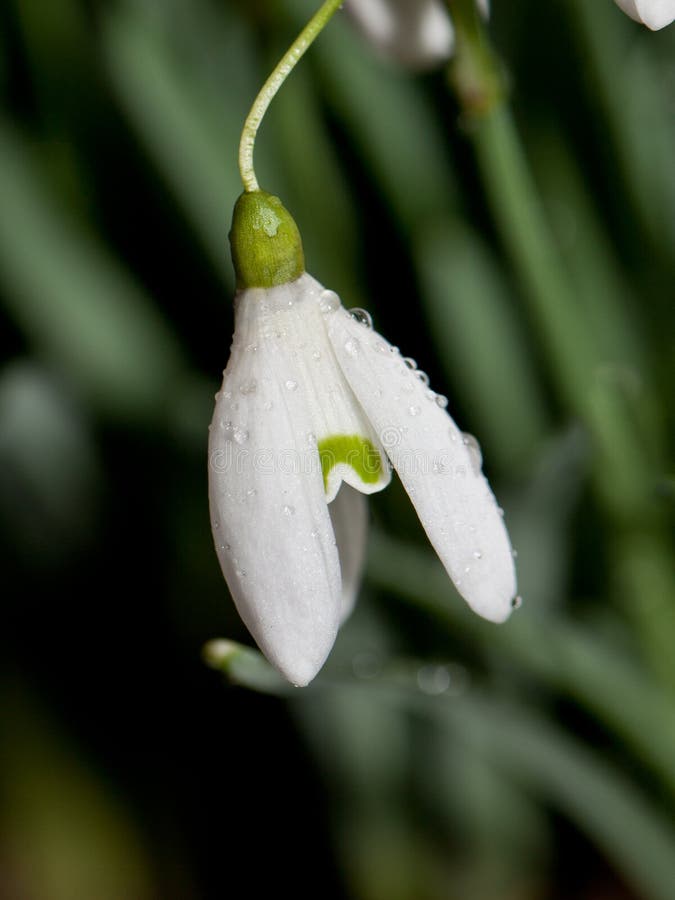 Snowdrop 2 stock photo. Image of close, water, spring - 23439168