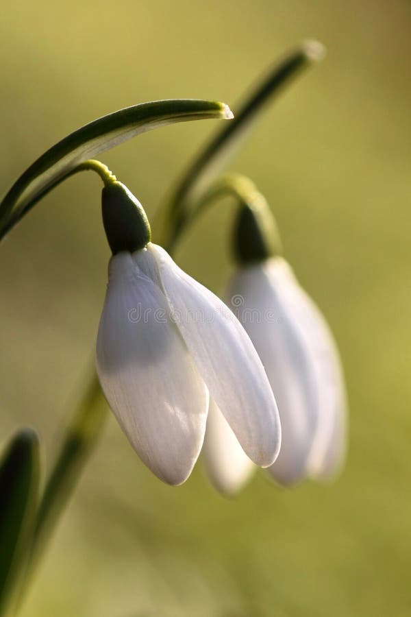 Crocus-snowdrops stock photo. Image of crocus, macro, fresh - 8585824