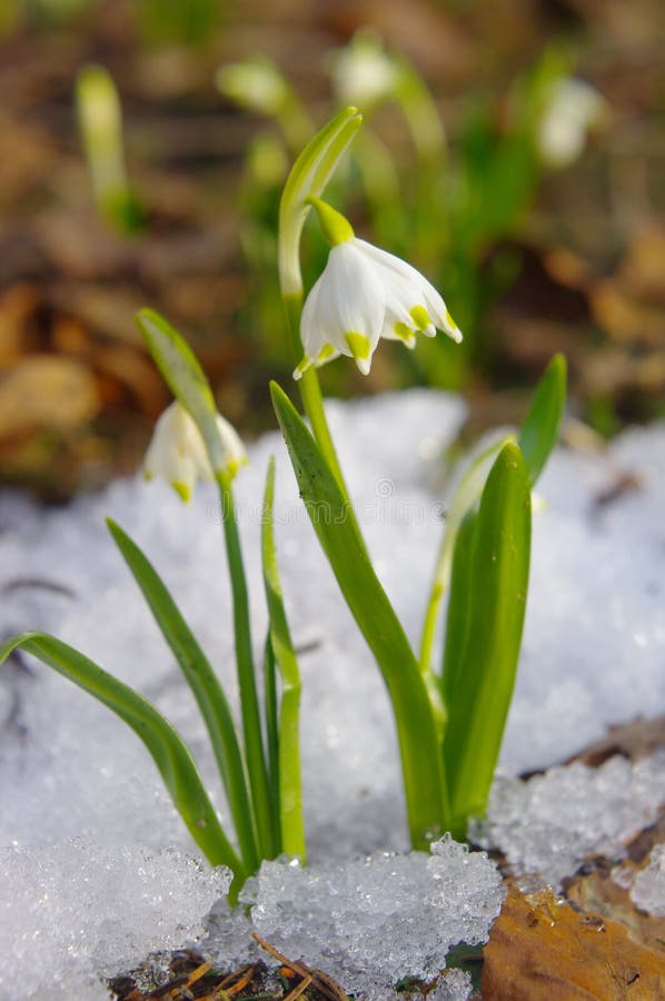 Daffodils in the snow stock image. Image of winter, spring - 6775663