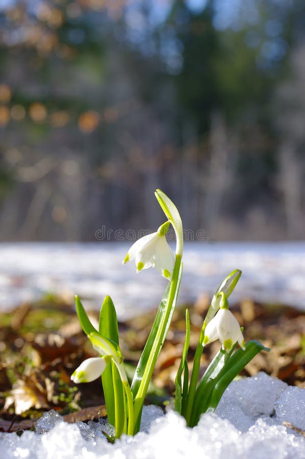 Snowdrop stock photo. Image of sheets, cold, coldly, british - 28566758