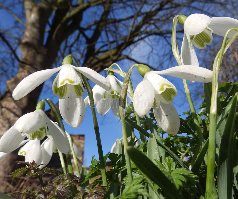 Snowdrop stock image. Image of sunshine, bluesky, january - 38069681