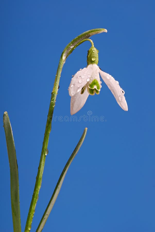 Snowdrop stock photo. Image of flower, plant, blossom - 4031134