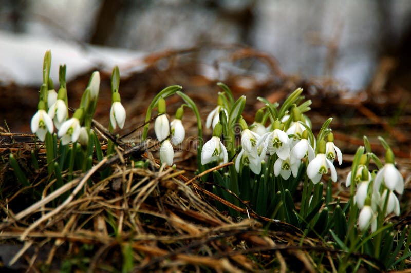 Pansy flower stock image. Image of bloom, single, object - 32391253