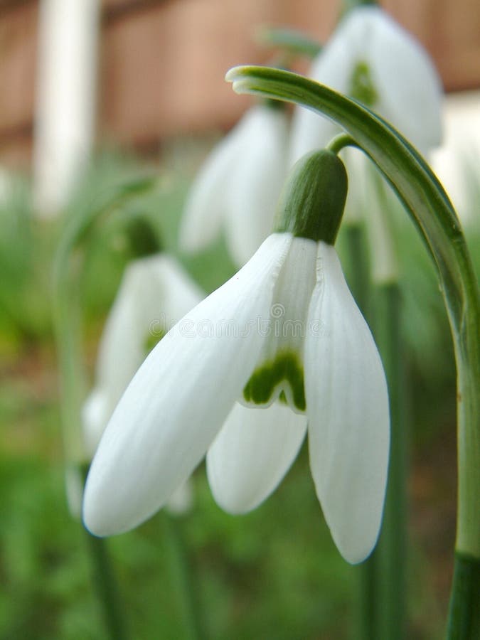 Snowdrop stock photo. Image of snowdrop, spring, natural - 74638