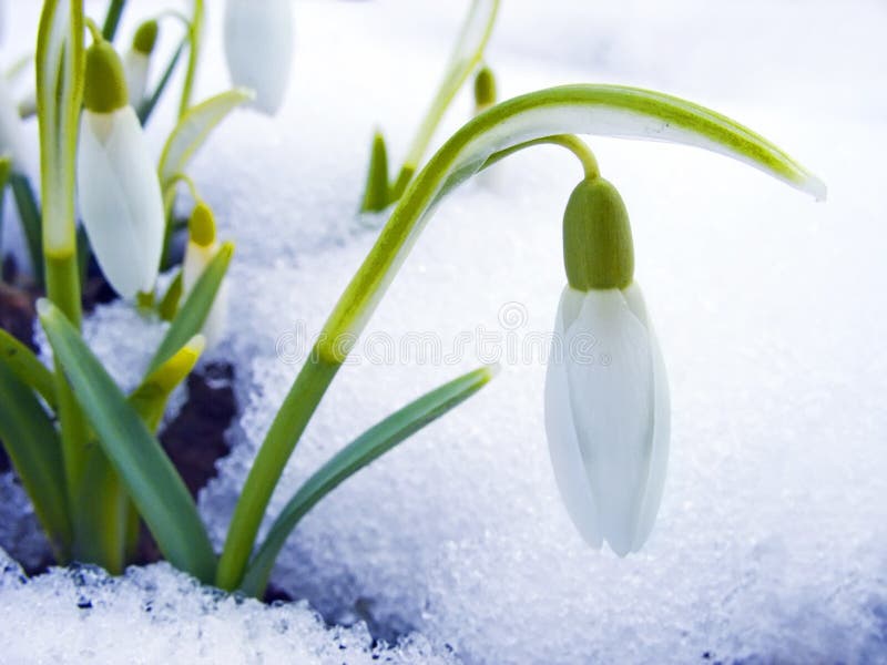 Snowdrops on snow stock photo. Image of hanging, forest - 4832370