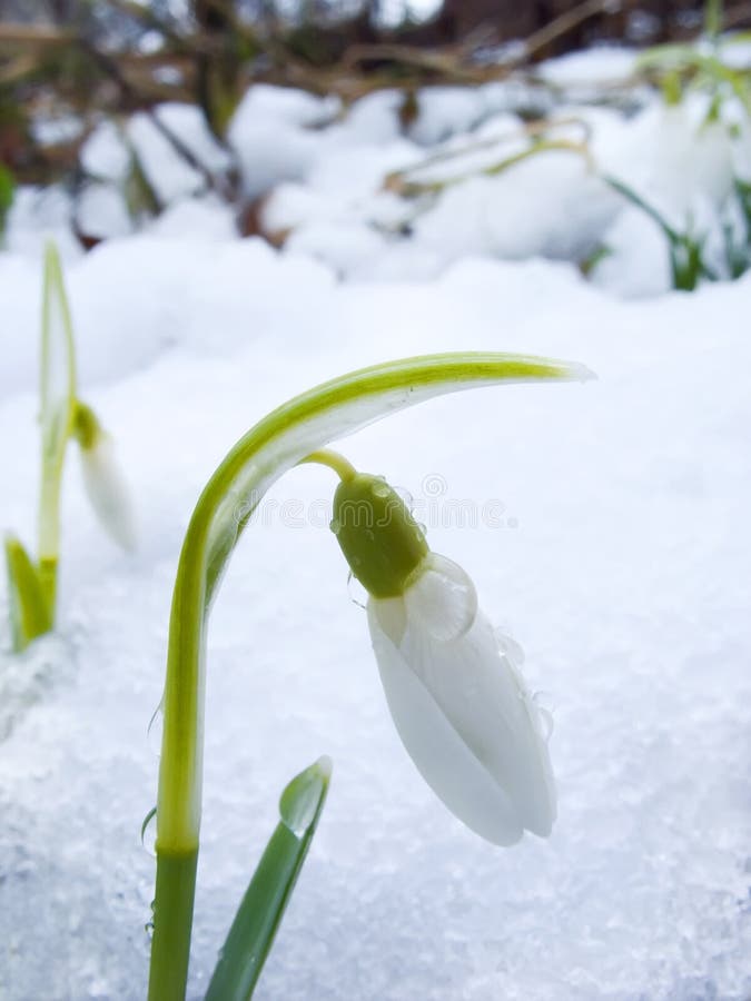 Snowdrops stock photo. Image of green, reflected, surface - 7276532