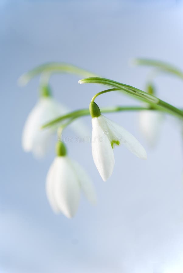 Crocus-snowdrops stock photo. Image of crocus, macro, fresh - 8585824
