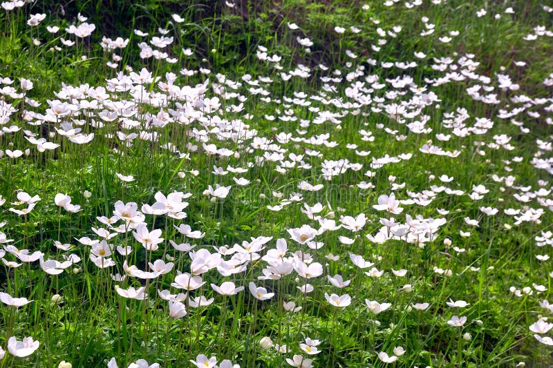 Snowdrop - Anemone Anemone Sylvestris - in Spring Season Stock Image ...