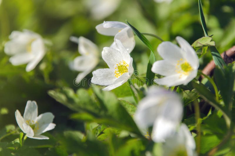 Snowdrop - Anemone Anemone Sylvestris - in Spring Season Stock Image ...