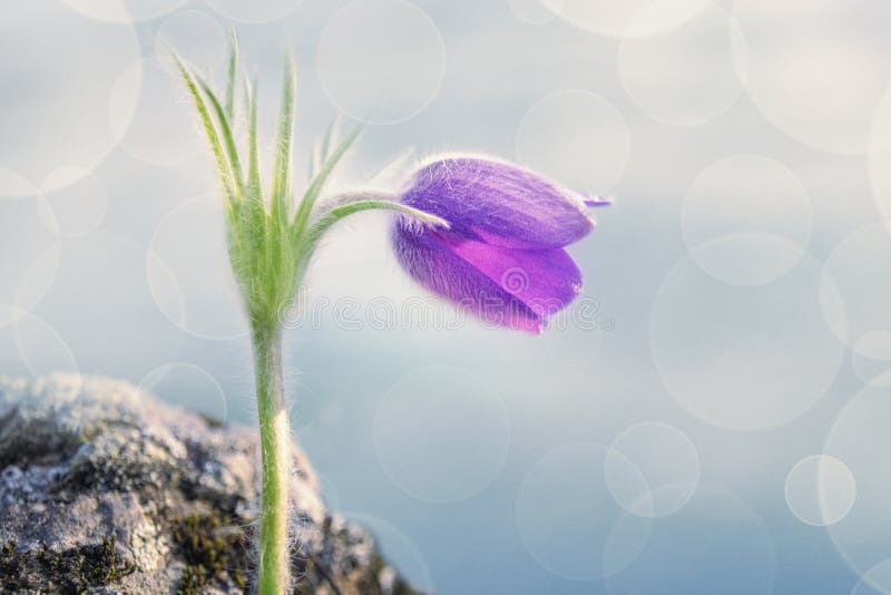 Snowdrop on the Bank of River Stock Image - Image of turquoise ...