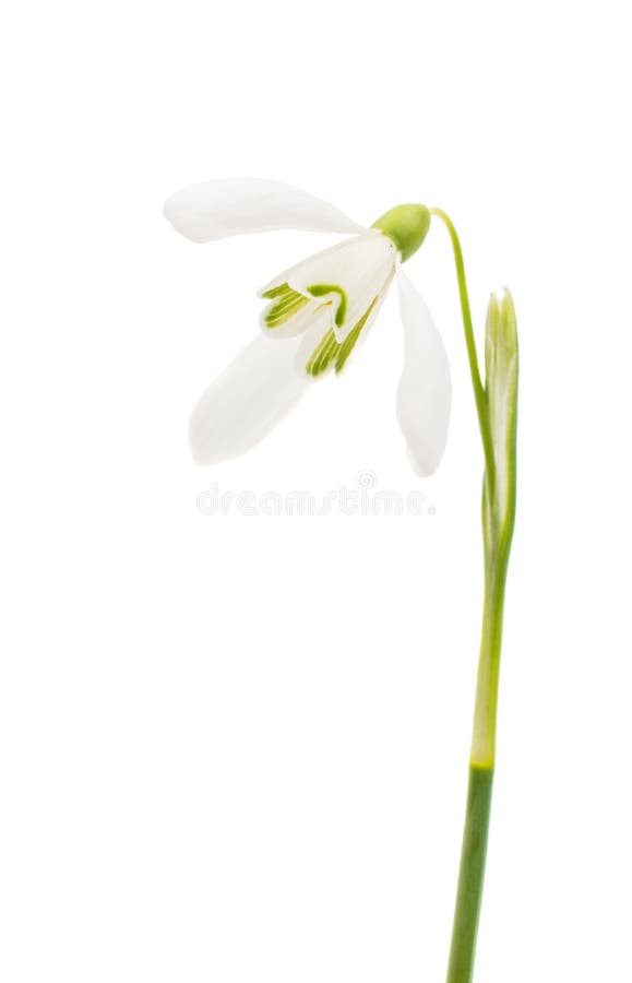 Snowdrop flower isolated stock image. Image of macro, celebration - 4473417