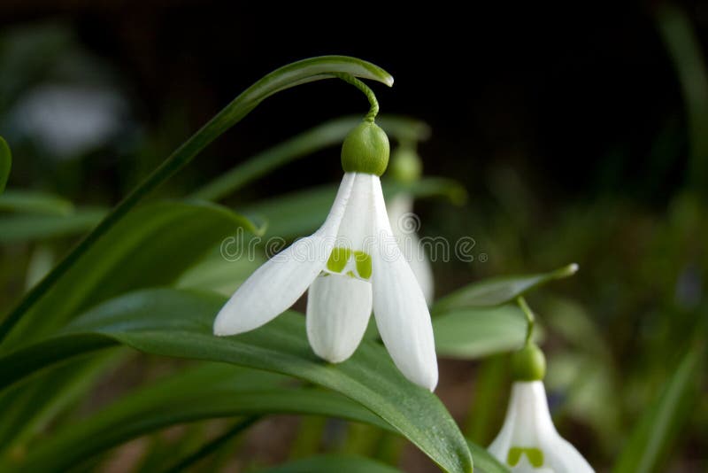 Snowdrop in bloom stock image. Image of green, blooming - 10967397