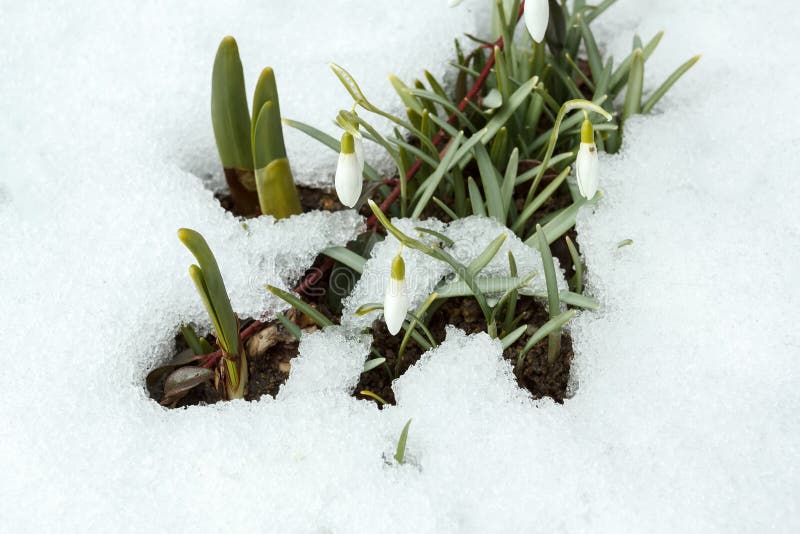 Snowdrop Bloom in Springtime Under Snow Stock Photo - Image of ...