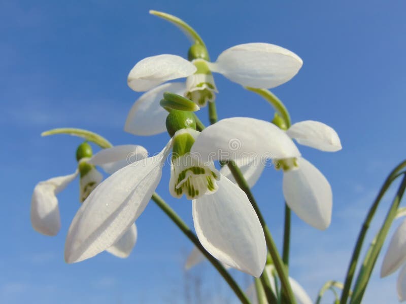 Snowdrop in springtime stock image. Image of beginnings - 175540785
