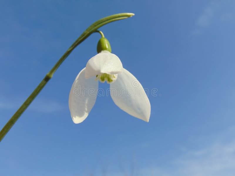 Snowdrop in springtime stock image. Image of blooming - 175541131